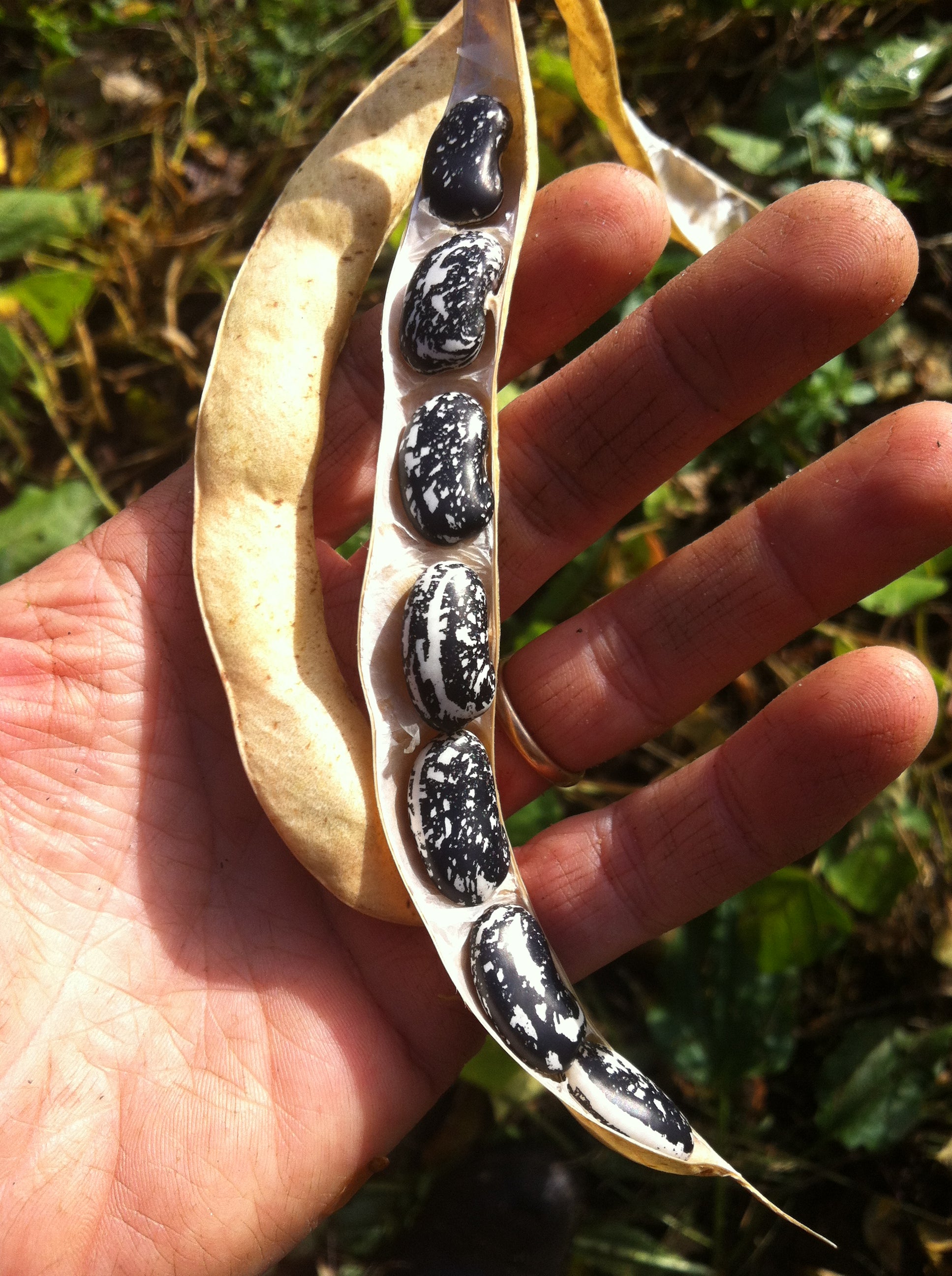 Haudenosaunee Skunk Pole Bean — Annapolis Seeds