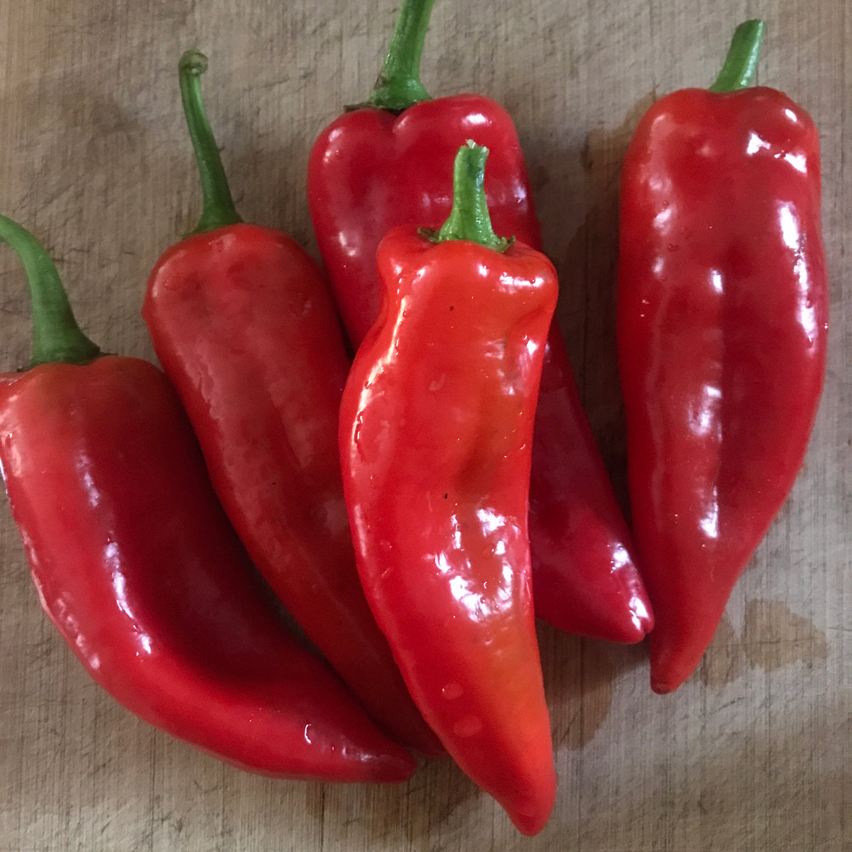 Stocky Red Roaster Pepper Seeds - Grown in Nova Scotia — Annapolis Seeds