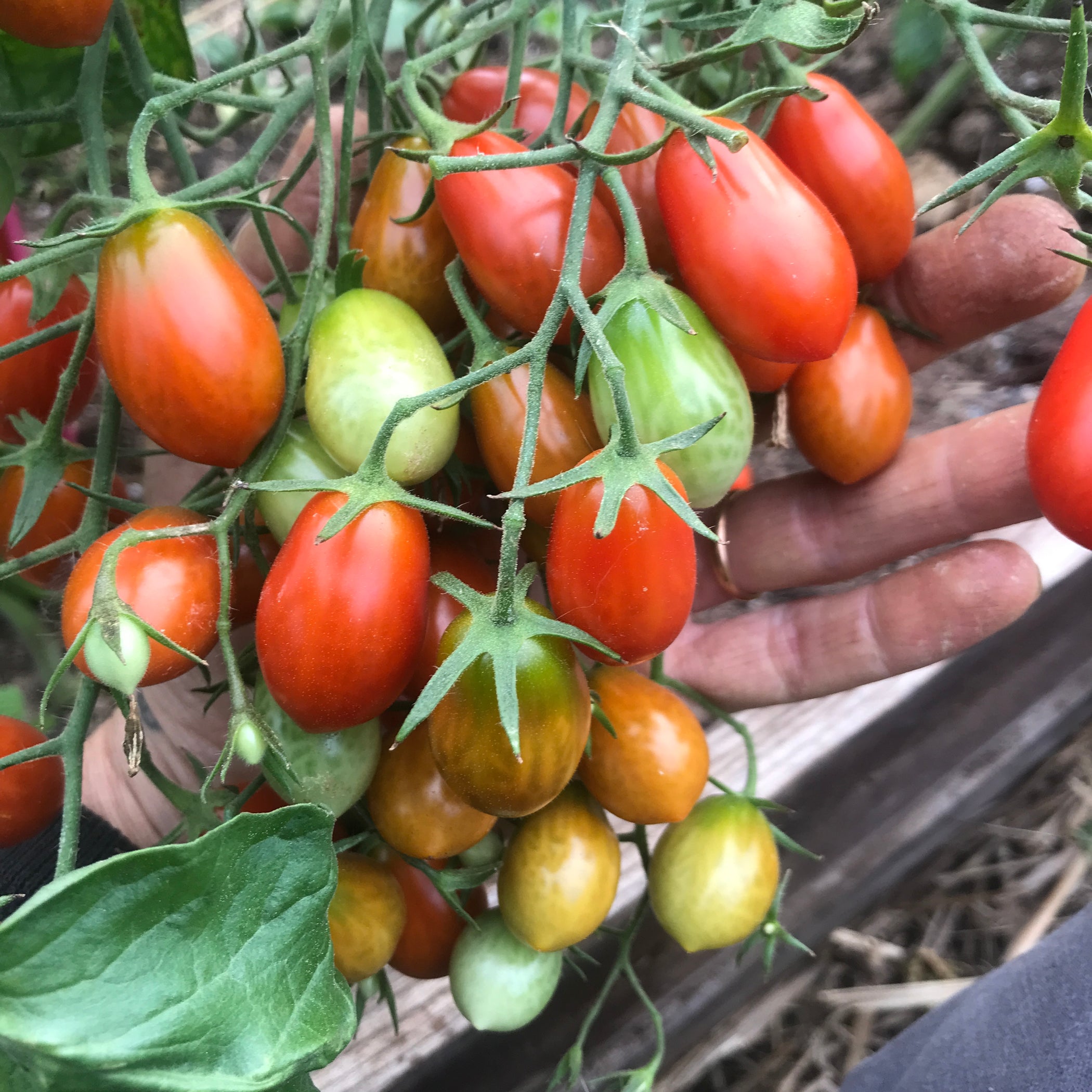 Sweet Teardrop Tomato Seeds - Grown in Nova Scotia — Annapolis Seeds