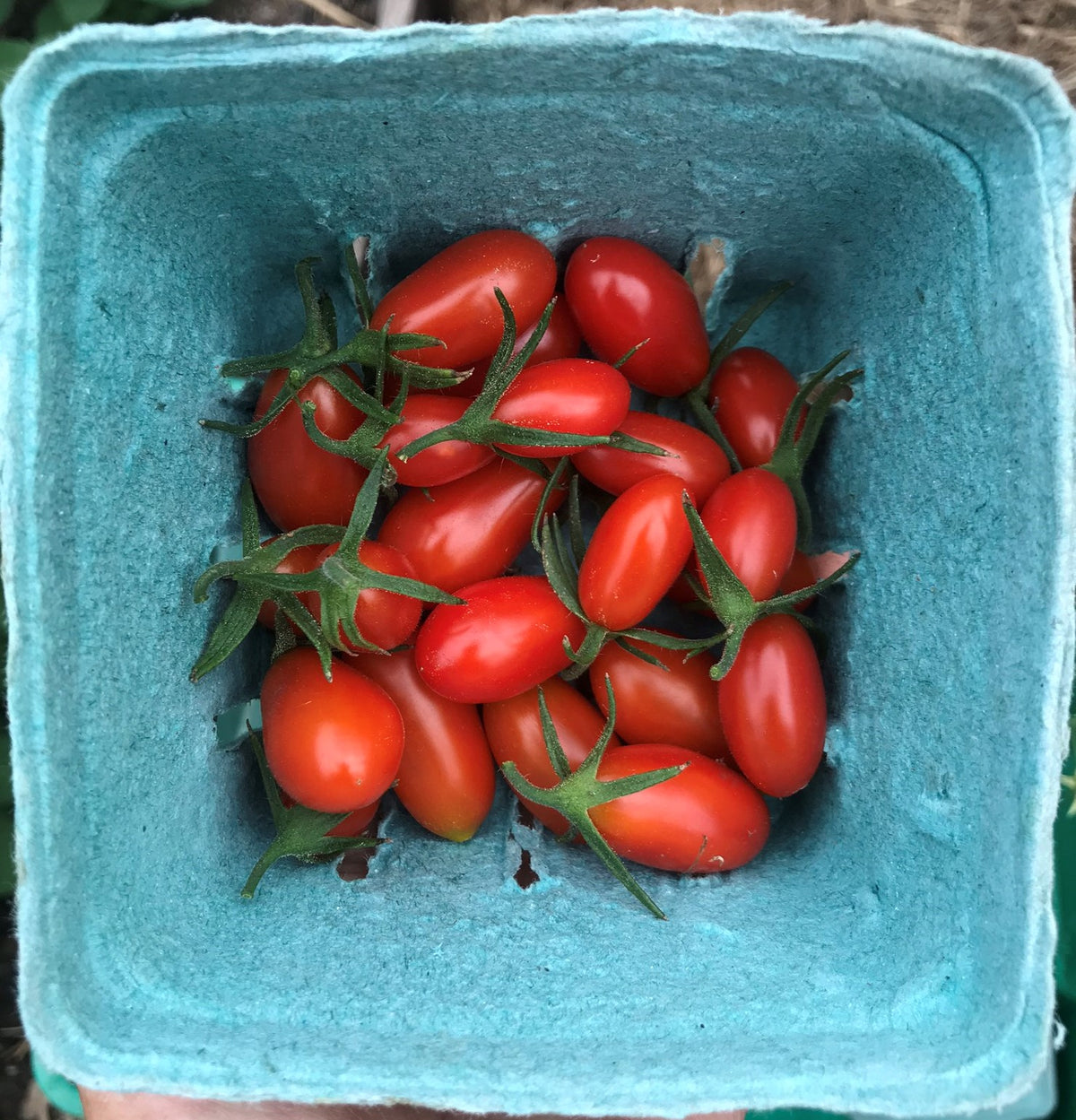 Sweet Teardrop Tomato Seeds - Grown in Nova Scotia — Annapolis Seeds